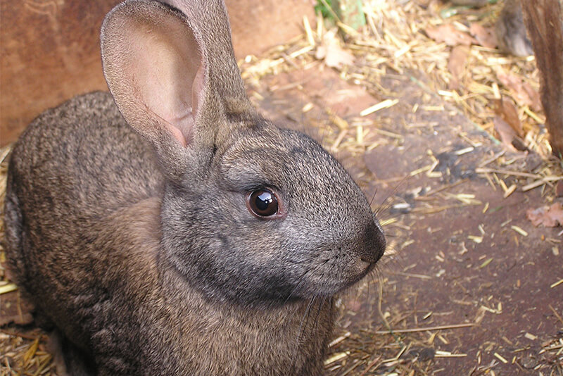 Le lapin bio par BVB