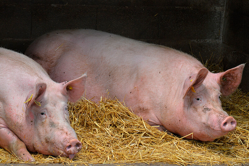 Le porc charcutier Bio BVB