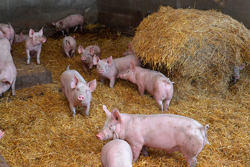 Le porc charcutier Bio BVB