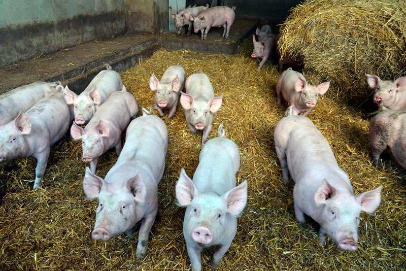 Le porc charcutier Bio BVB